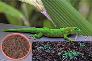 Giant Day Gecko Substrate - ReptileBreeds.com