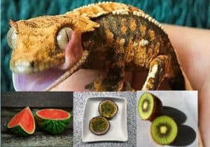 Can Crested Geckos Eat Fruit - 10 Questions Answered - ReptileBreeds.com