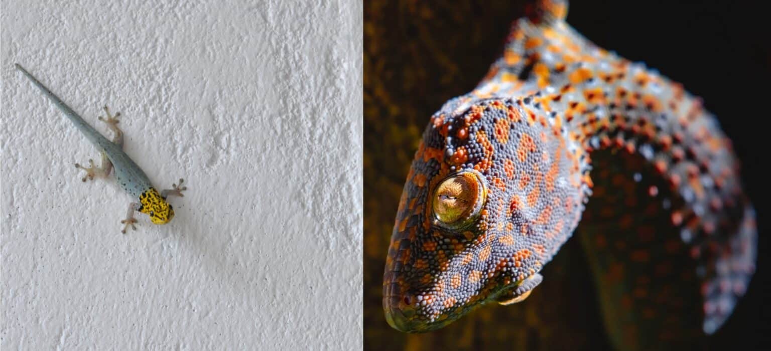 Tokay Geckos vs Yellow-Headed Day Geckos: Unveiling The Best Fit For ...