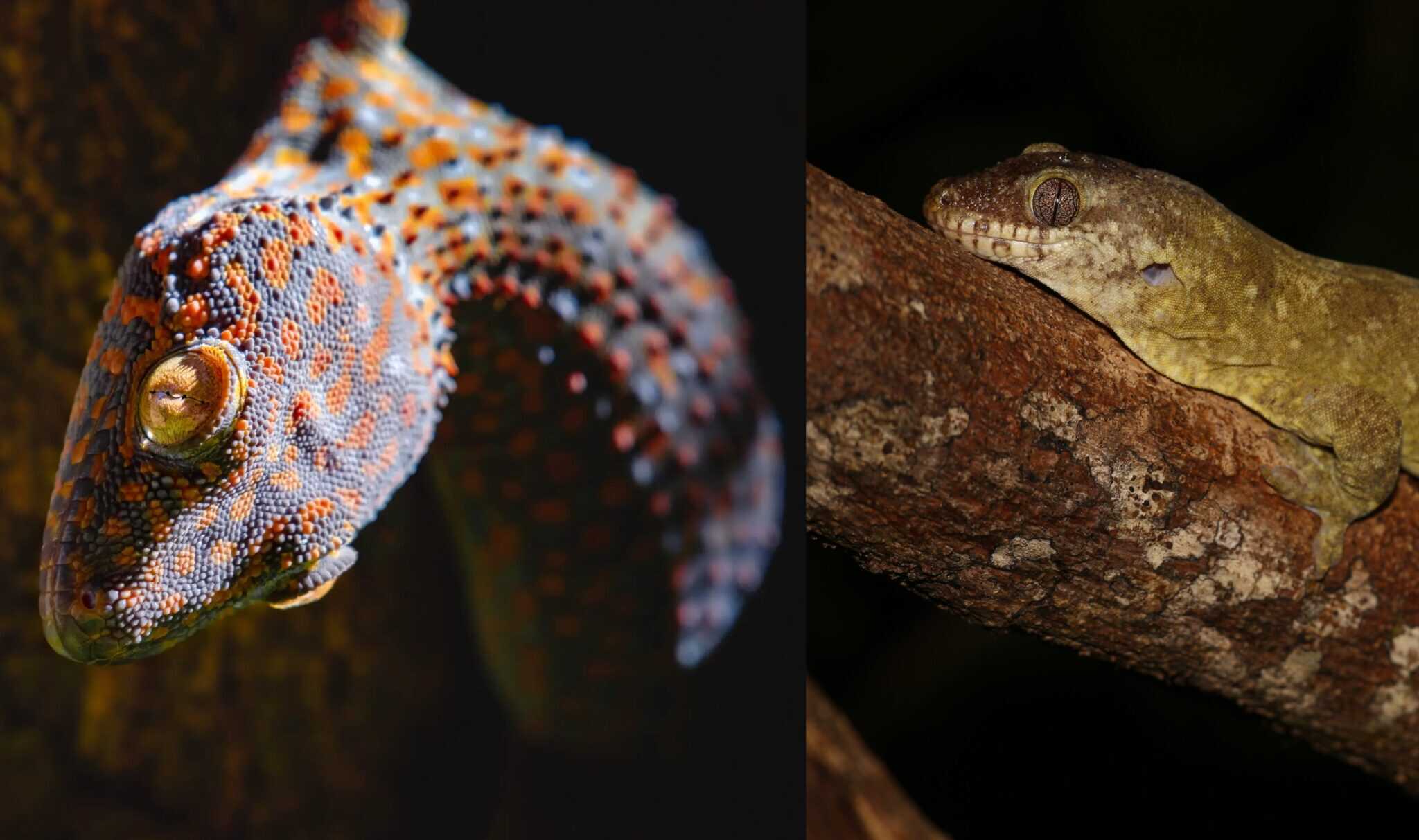 What Not to Feed Your Tokay Gecko: Foods to Avoid - ReptileBreeds.com