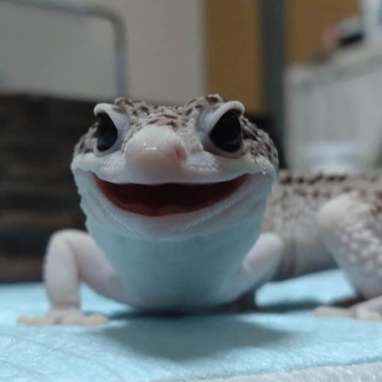 Leopard Gecko Aquarium Setup: A Comprehensive Guide - ReptileBreeds.com