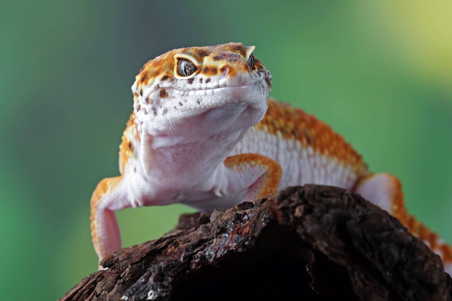 Leopard Gecko Calcium Needs: From Natural Sources to Supplements ...
